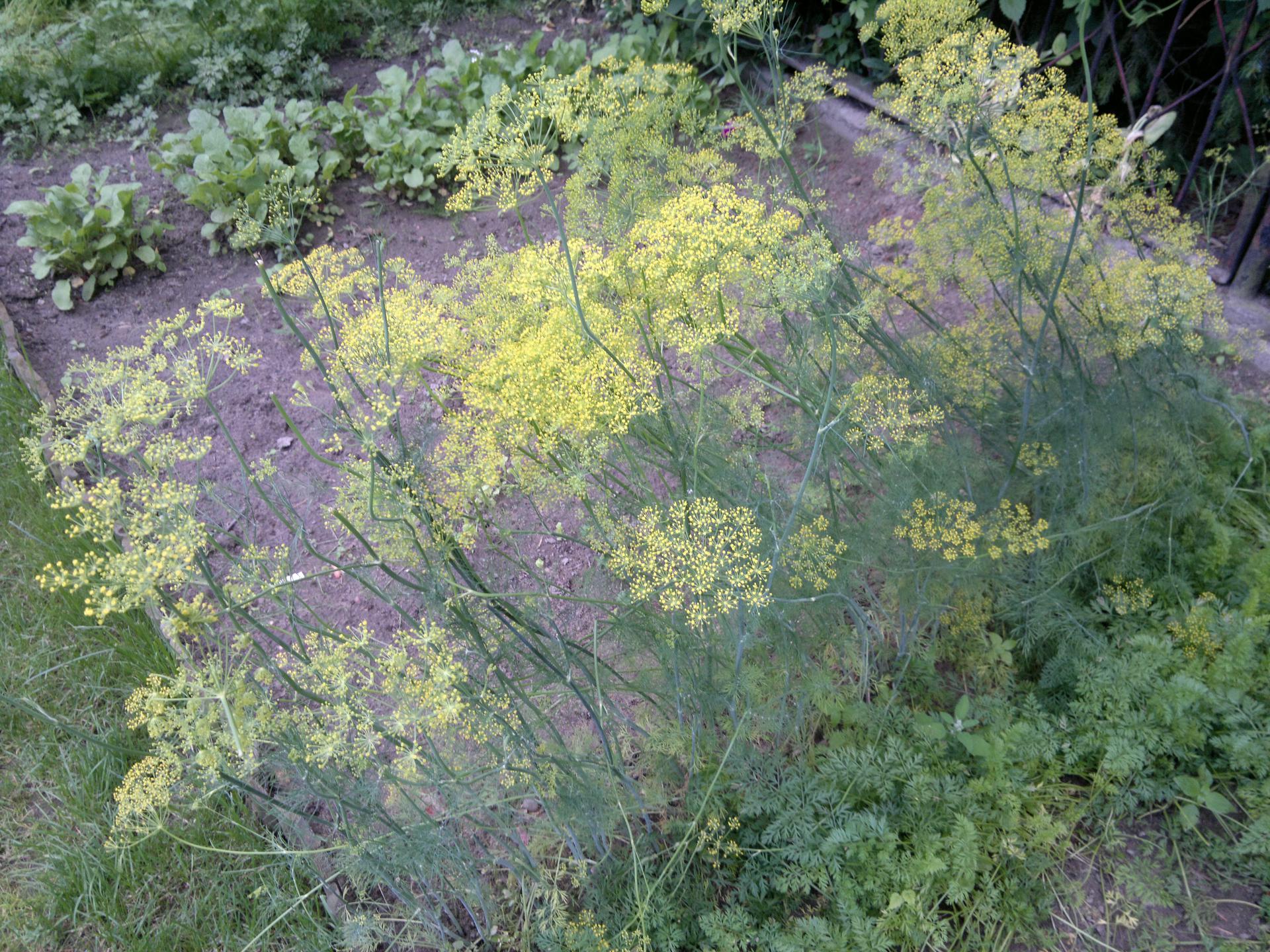 Koper ogrodowy - Anethum graveolens - Urzadzamy.pl