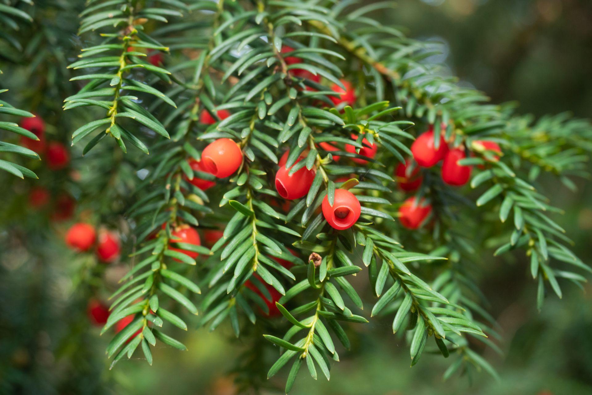 Cis - długowieczny iglak, który świetnie znosi cięcie. Jak uprawiać ...