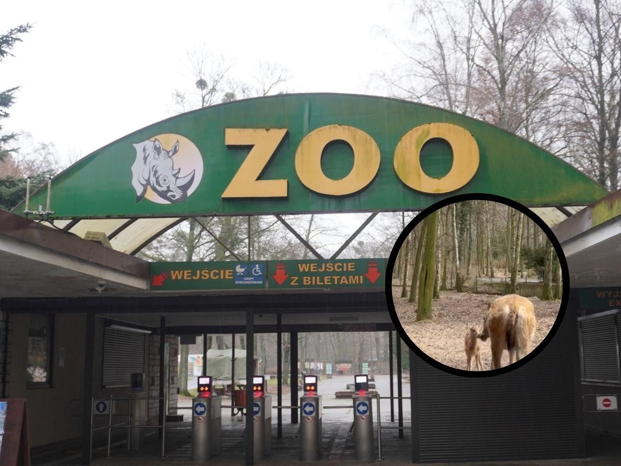 Sukces poznańskiego zoo! Ogród powitał nowego mieszkańca, który jest ...