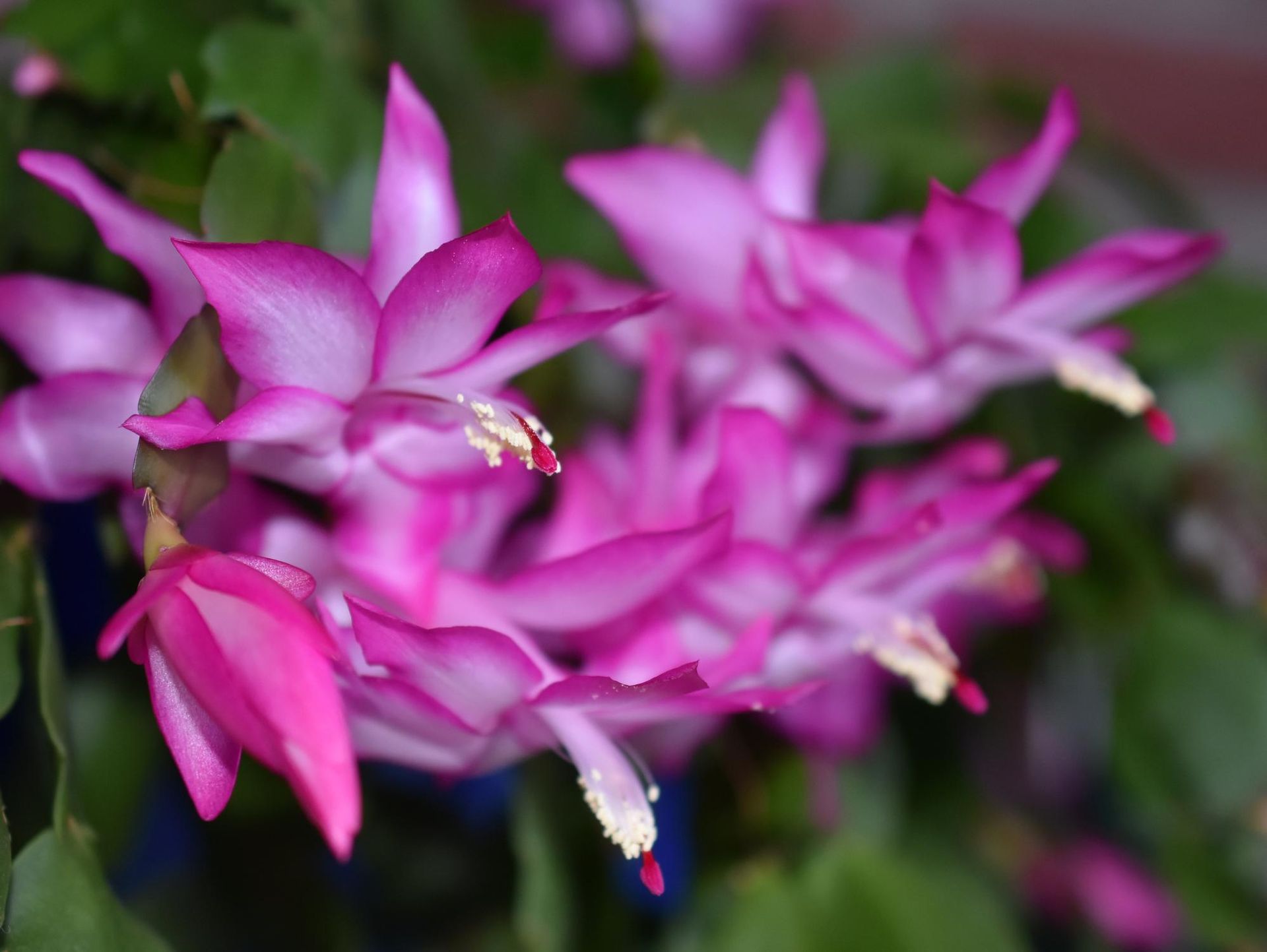 Nie waż się tego robić z grudnikiem! Straci wszystkie kwiaty! - Urzadzamy.pl