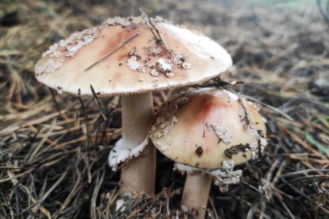 Mapa grzybów 2024. Gdzie na grzyby Poznań? Polecane miejsca na ostatnie ...