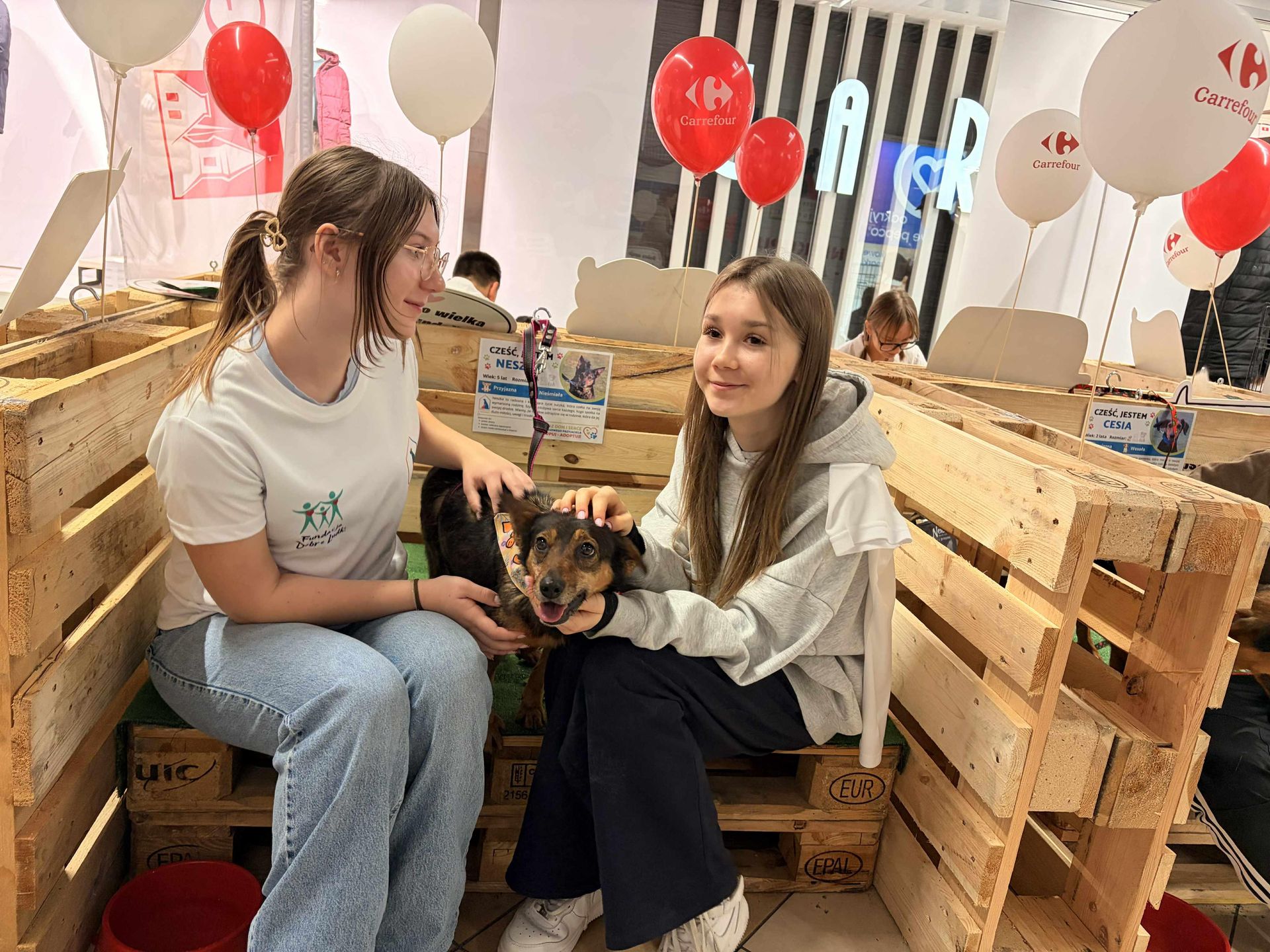 Akcja adopcyjna Fundacji Dobre Ludki w Grudziądzu. Zobacz zdjęcia ...