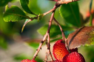 Drzewo truskawkowe - jak wygląda, uprawa. Czy owoce z drzewa ...