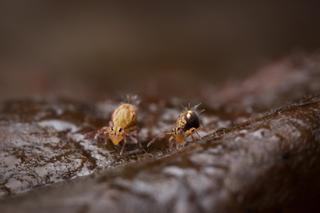 Skoczogonki - białe robaki w doniczce. Jak szybko pozbyć się ...