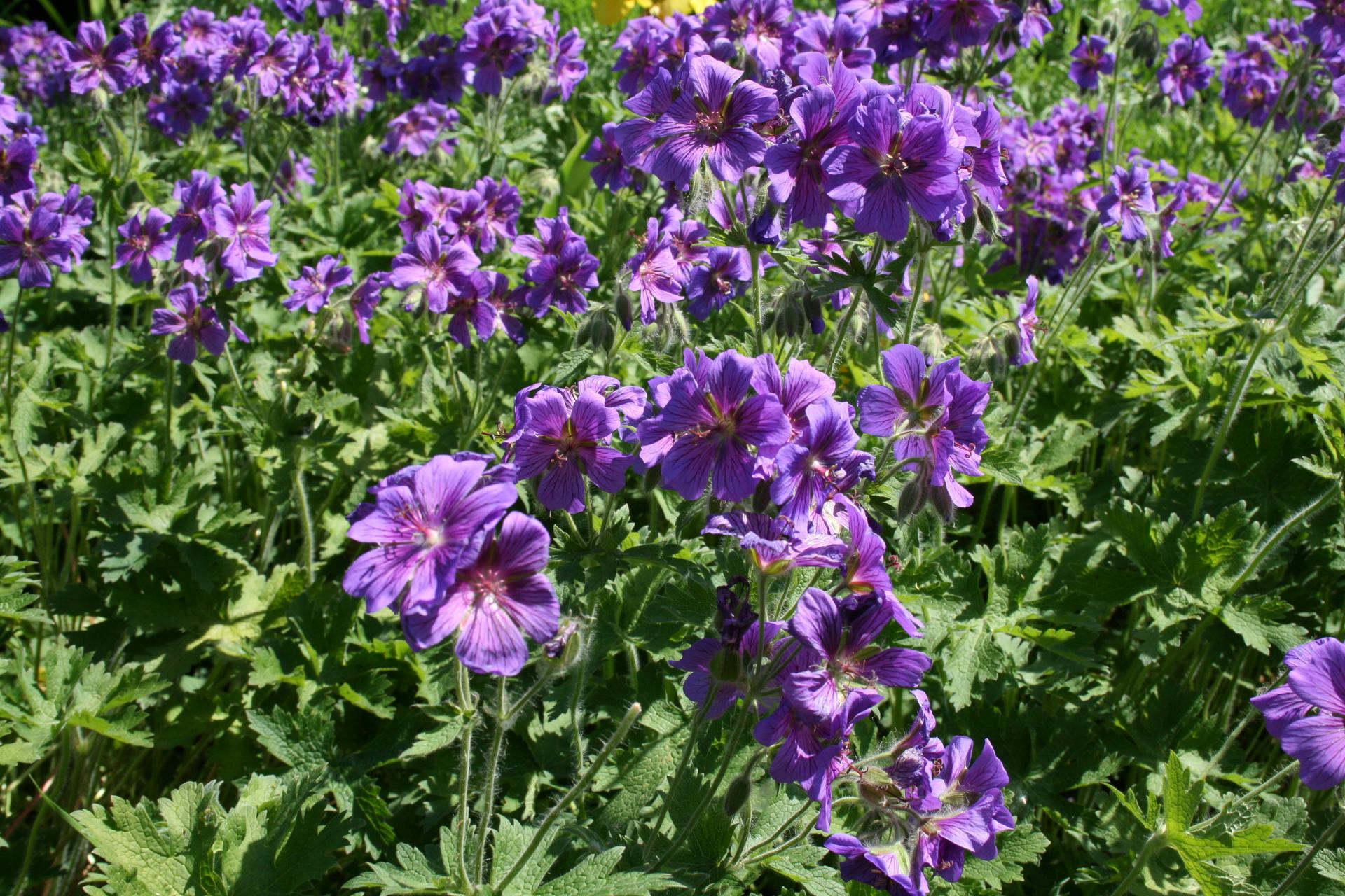 Bodziszek wielkopłatkowy - Geranium platypetalum - Urzadzamy.pl