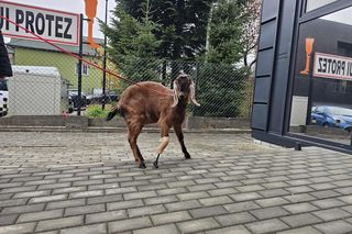 Rzeszów. Kózka skakała, aż nóżkę złamała. Bazylia dostała protezę i ...