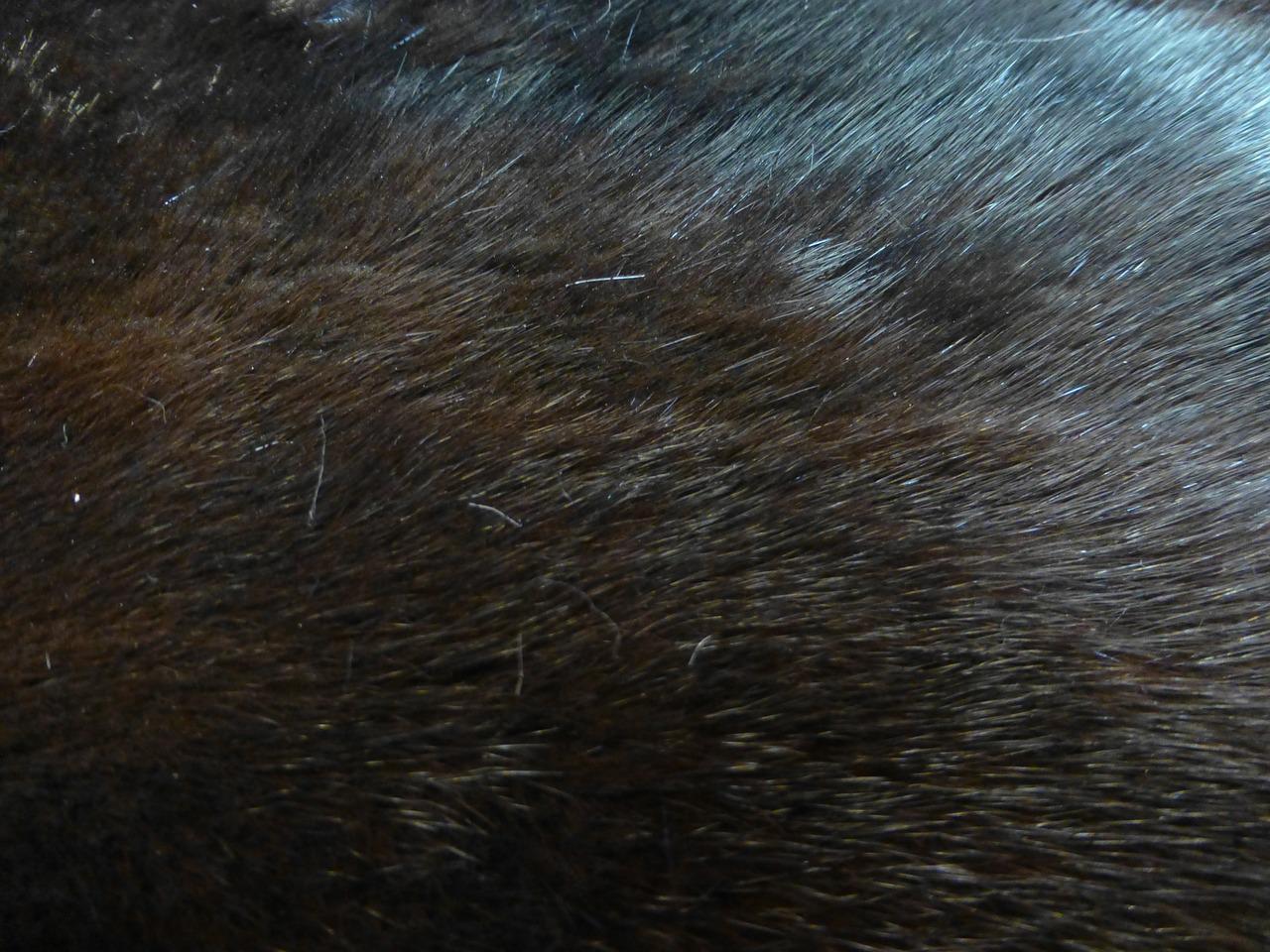 Ferma norek pod Krotoszynem pod lupą prokuratury! - Ostrów, ESKA.pl Ferma norek pod Krotoszynem pod lupą prokuratury! - Ostrów, ESKA.pl