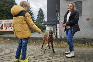 Rzeszów. Kózka skakała, aż nóżkę złamała. Bazylia dostała protezę i ...