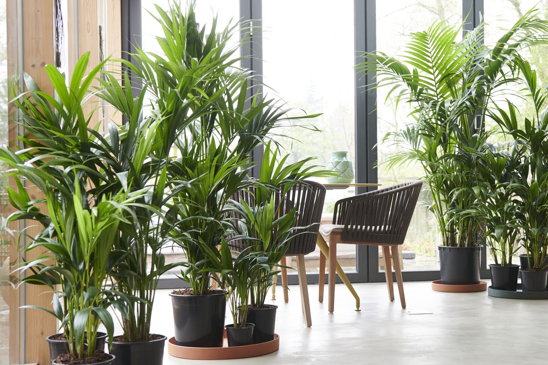 Rodzaje palm doniczkowych - jakie są gatunki palm doniczkowych? Jaka ...