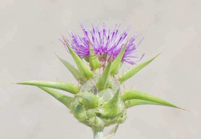 Ostropest - właściwości i działanie ostropestu plamistego