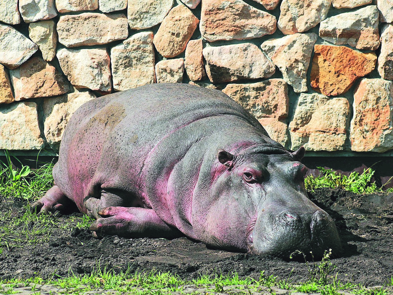 To najstarszy hipopotam nilowy w Polsce! Dostojna Pelagia obchodzi 40. urodziny - Warszawa ...