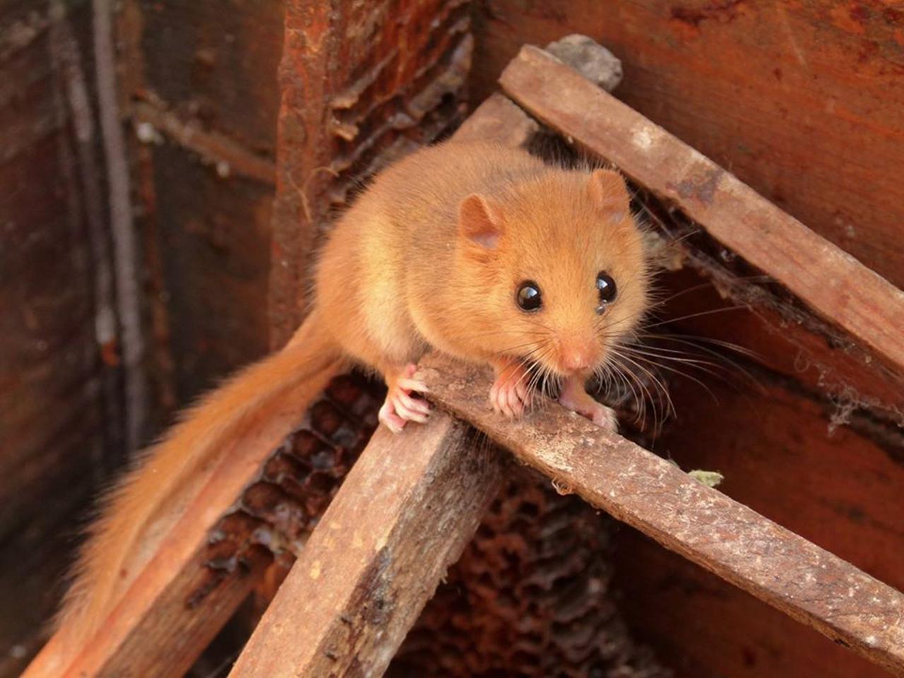 Niecodzienna kryjówka uroczego gryzonia z bieszczadzkich lasów ...