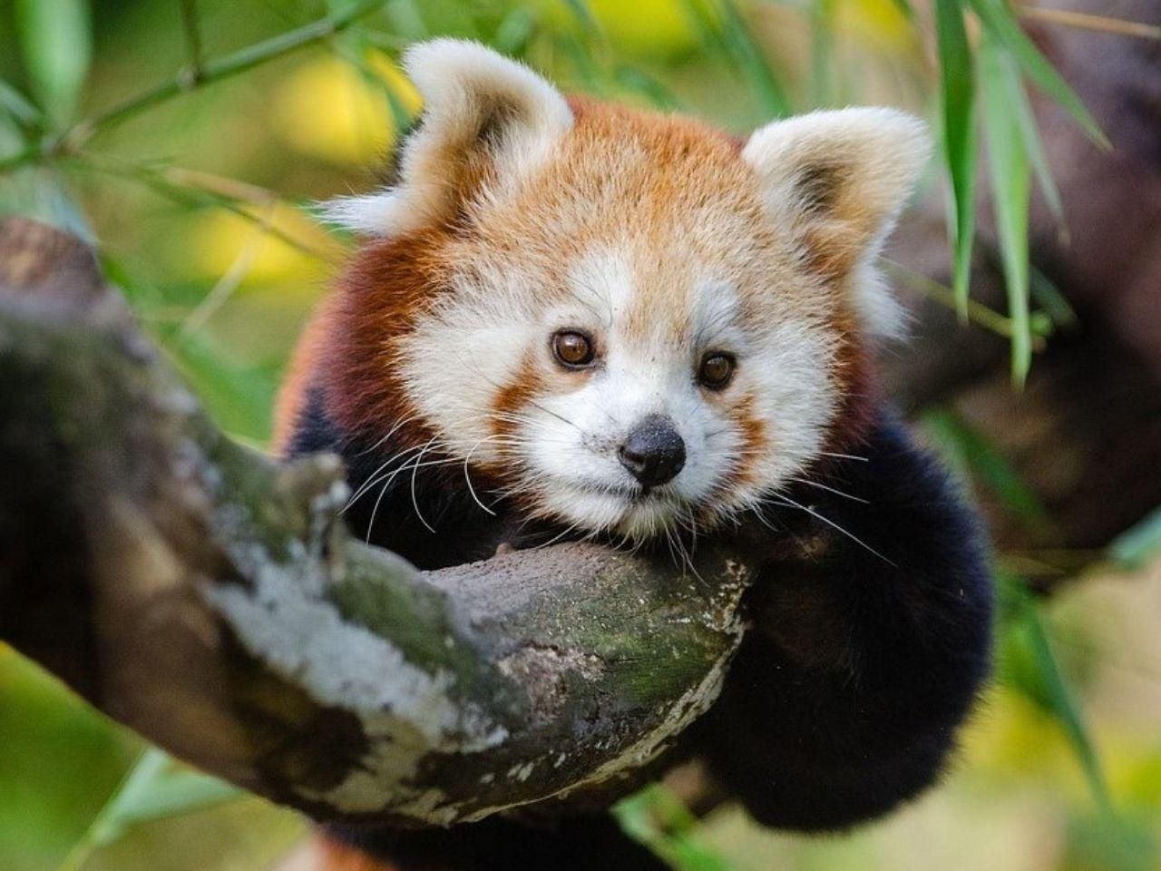 Poznańskie zoo ma poważną zagadkę do rozwiązania. By nadać imię pandzie ...
