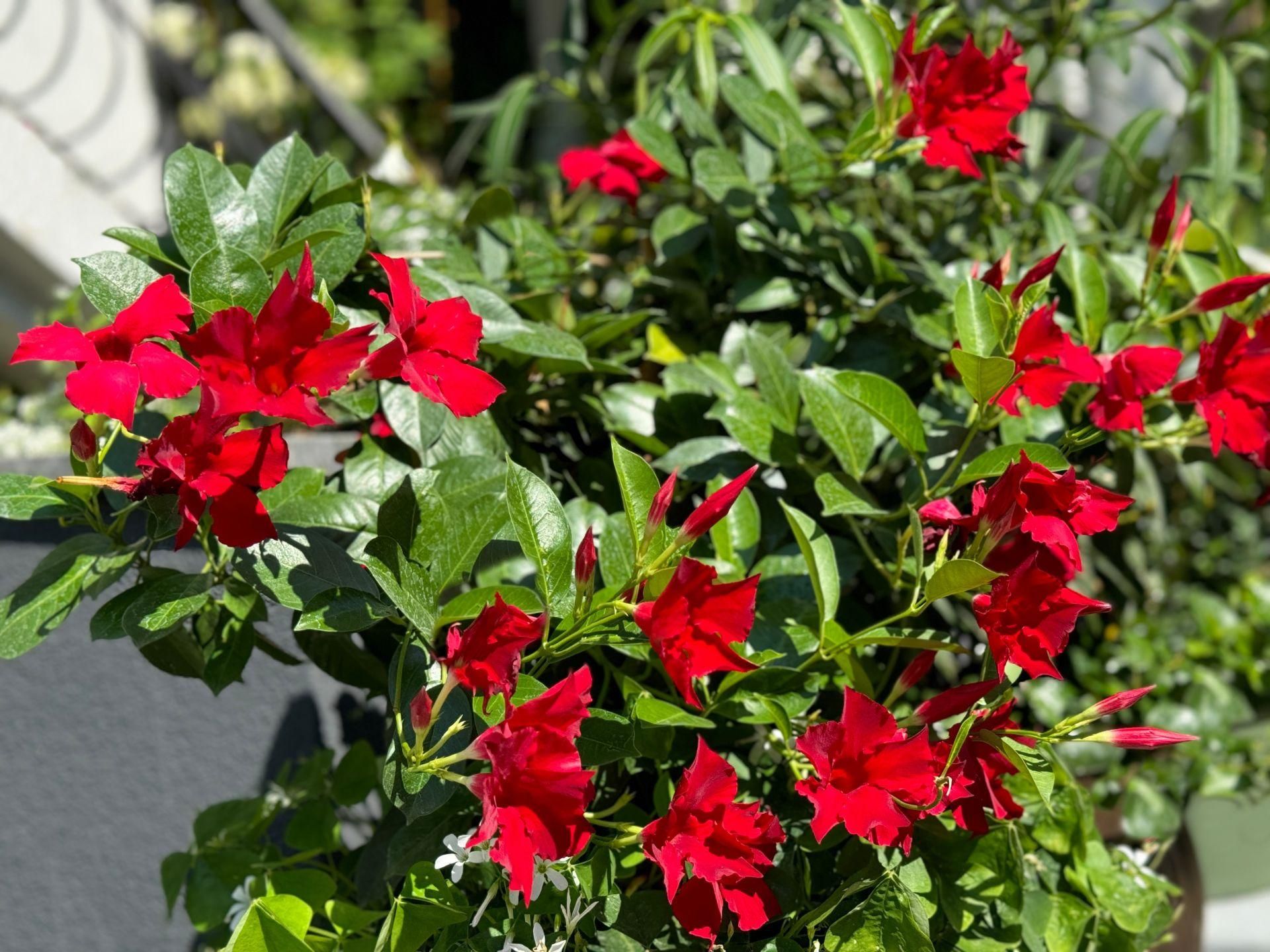 Mandevilla - uprawa, zimowanie, pielęgnacja - murator.pl