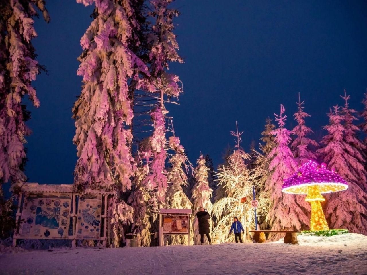Magiczny Las na Czantorii zachwyca. To nowa atrakcja w Beskidach ...