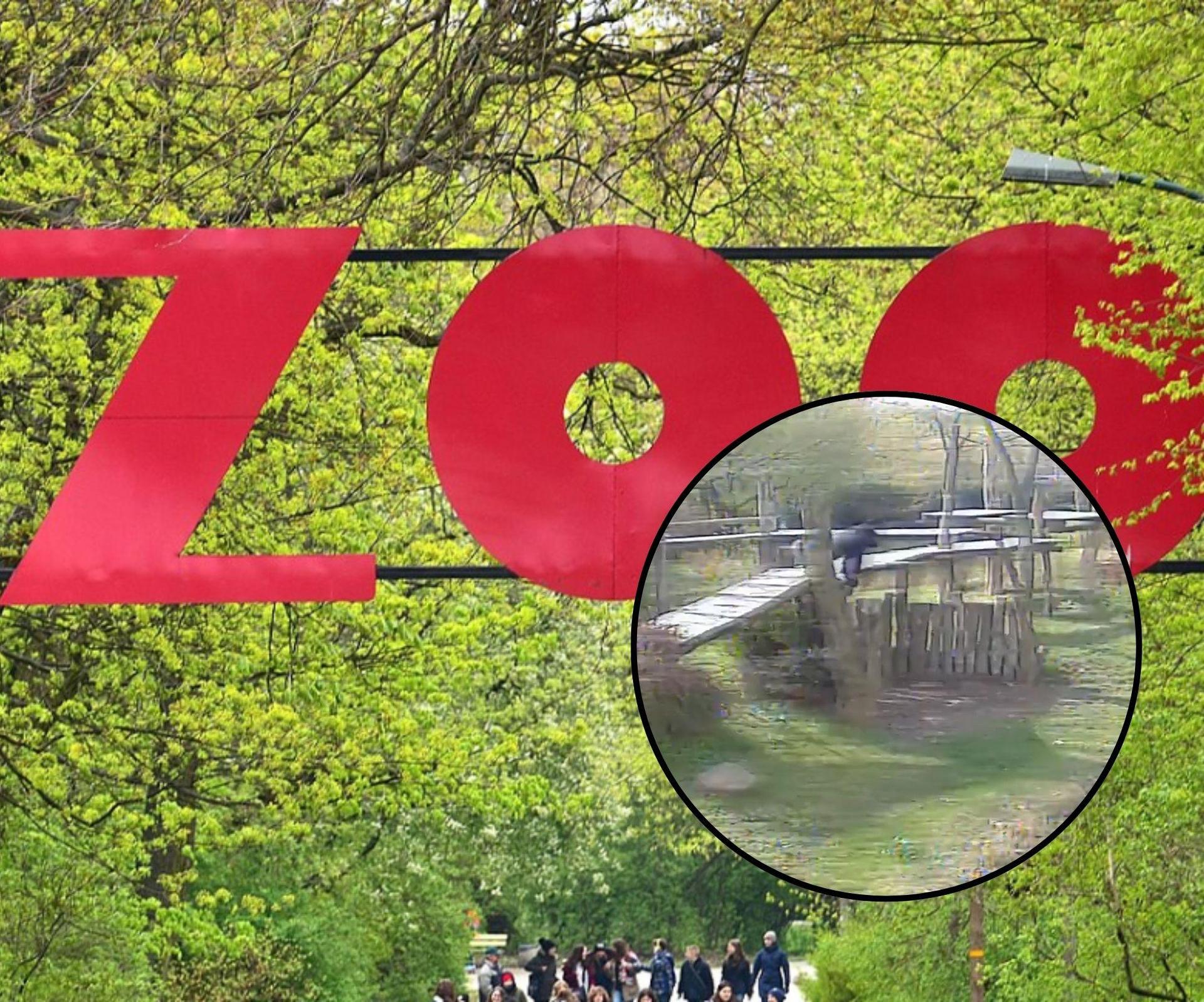 Groźny incydent na wybiegu goryli. Warszawskie ZOO ma ważny apel - Warszawa Radio ESKA