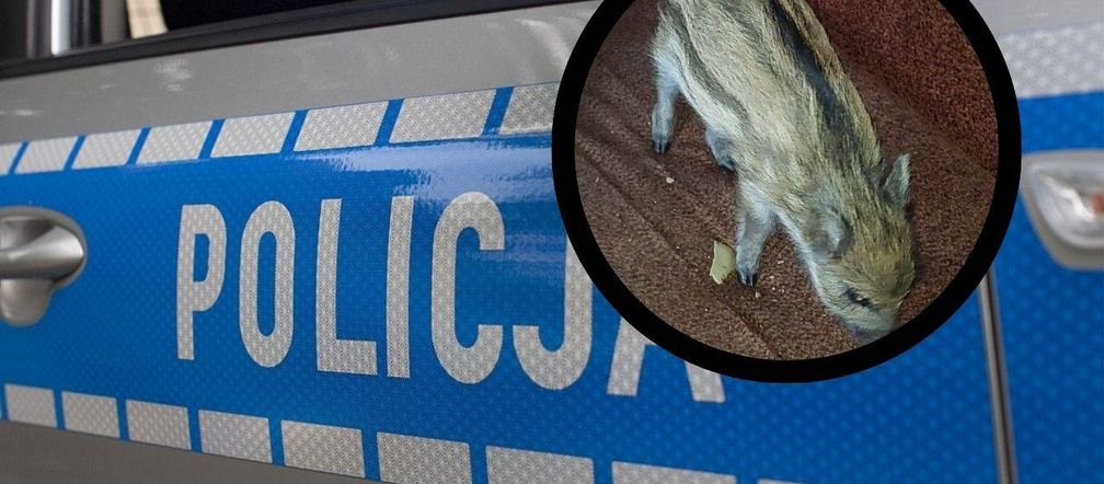 Przygarnął dzikie zwierzę i nadał mu imię. Nietypowa interwencja ...
