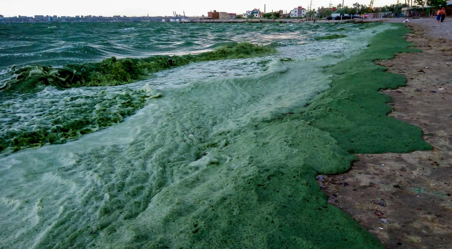 Sinice w morzu - czym są sinice, czy zagrażają człowiekowi? - Porady Plus