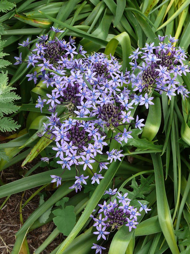 Cebulica peruwiańska - Scilla peruviana - Urzadzamy.pl
