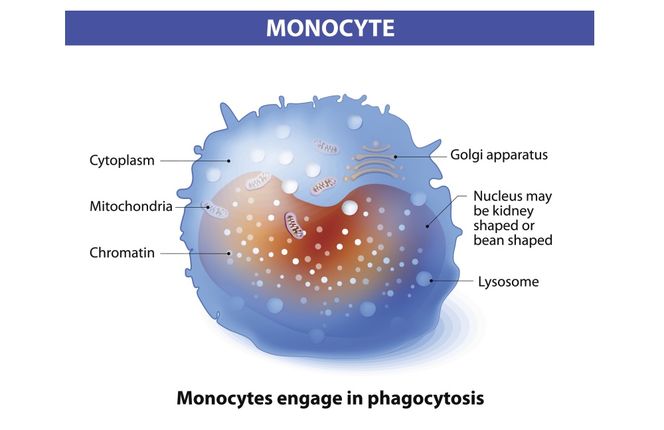 Monocyty - MONO - PoradnikZdrowie.pl