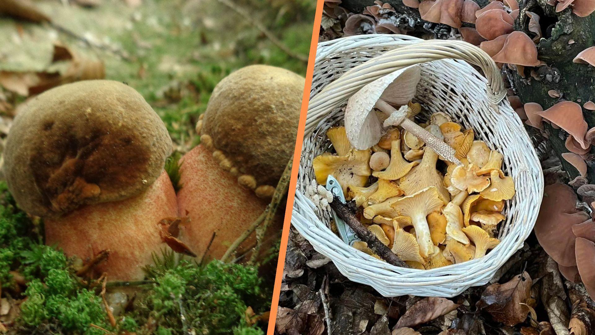 Dolny Śląsk. Grzybowe eldorado po opadach deszczu. Kolorowe borowiki i kurki czekają na ...