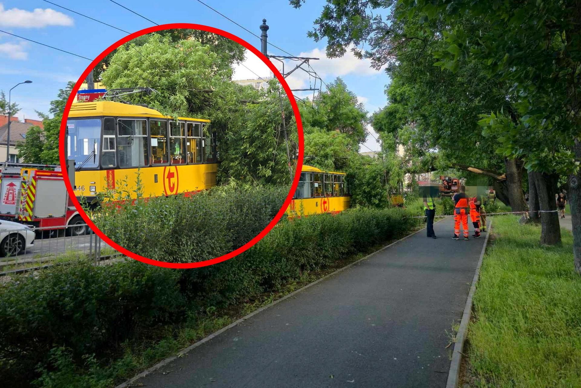 Warszawa. Drzewo spadło na tramwaj na Mokotowie. Utrudnienia w ruchu - Warszawa, Super Express