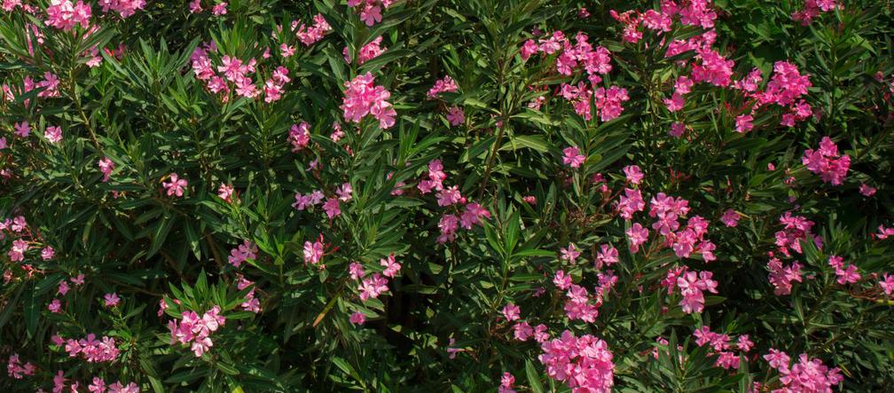Oleander – uprawa oleandra w pojemnikach, pielęgnacja, choroby ...