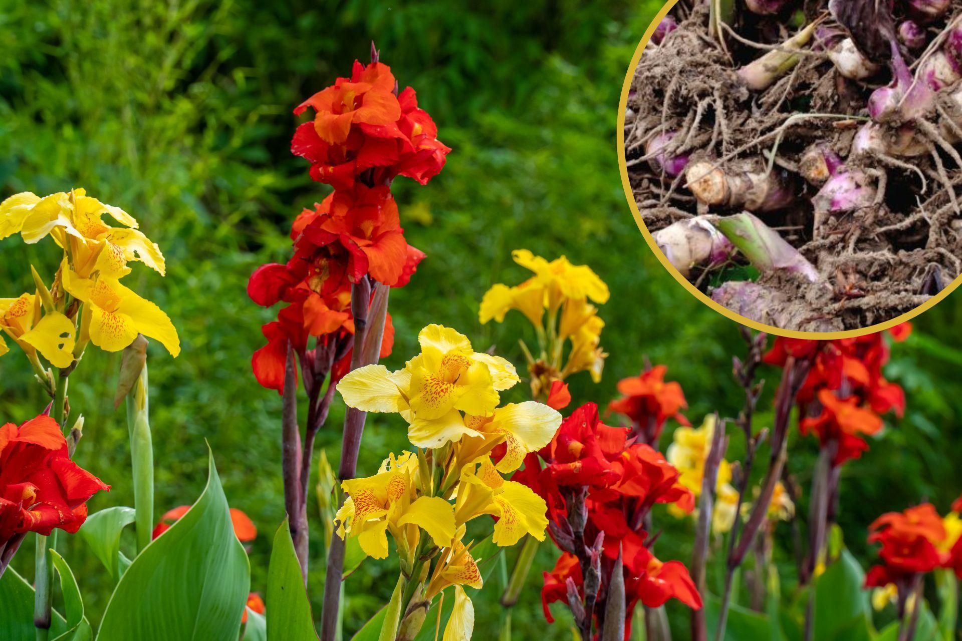 Sadzenie kłączy kanny do doniczek: kiedy i jak sadzić kanny w doniczkach? - murator.pl