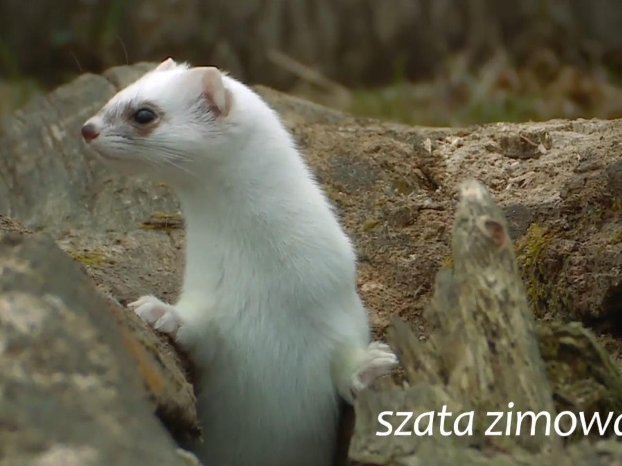 Gronostaje czują wiosnę i ochoczo hasają po trawie! Zobaczcie to ...