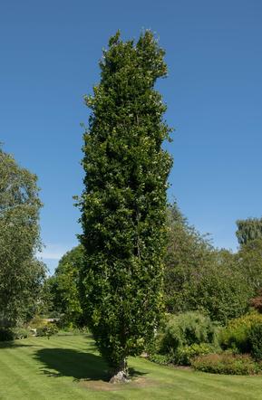 Buk pospolity 'Dawyck' - Fagus silvatica 'Dawyck' - Urzadzamy.pl