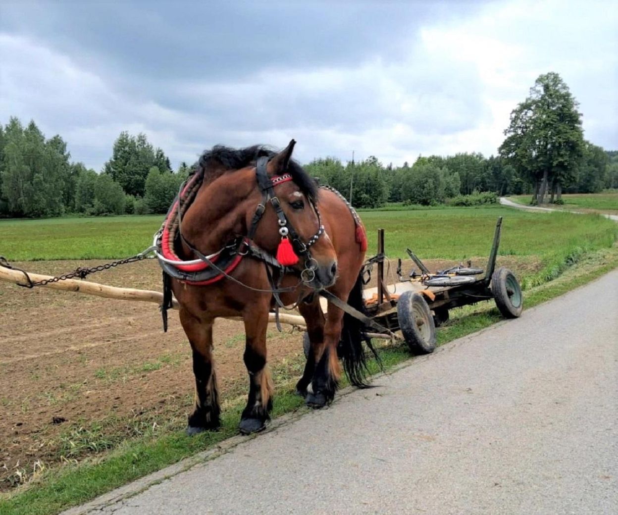 Małopolska. Pijany woźnica powoził zaprzęgiem konnym. Złapał za lejce ...