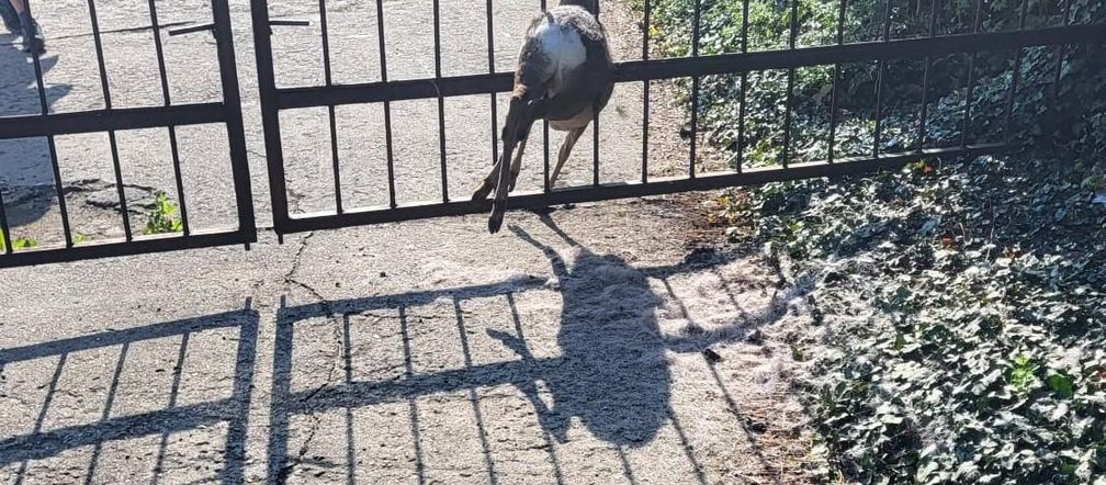 Strażnicy miejscy z Gostynia uratowali młodego rogacza - Leszno Radio ESKA