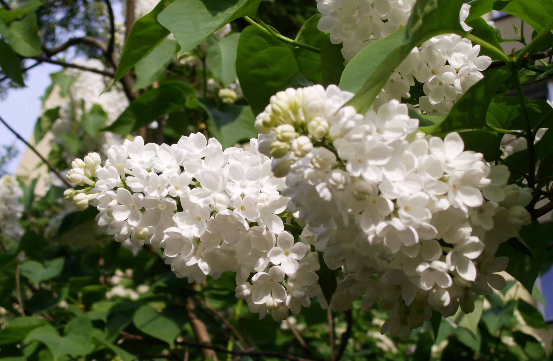 Lilak pospolity 'Mme Florent Stepman' - Syringa vulgaris 'Mme Florent ...