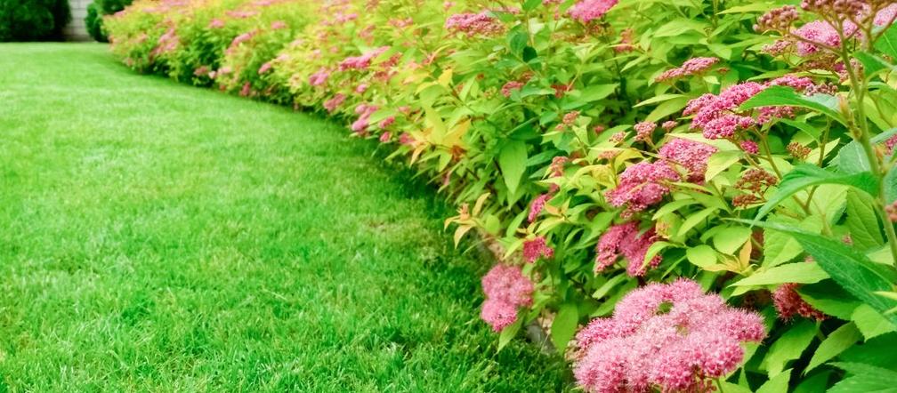 Tawuła japońska rozmnażanie. Jak pobrać i ukorzenić sadzonki tawuły ...