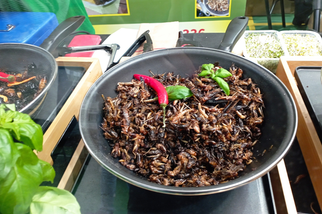 Jadalne robaki do spróbowania także w Warszawie. Wiemy, gdzie je ...