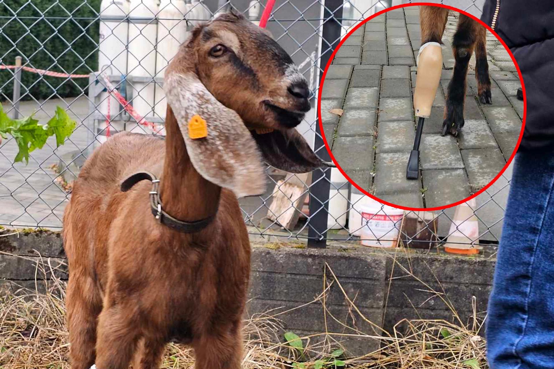 Rzeszów. Kózka skakała, aż nóżkę złamała. Bazylia dostała protezę i ...