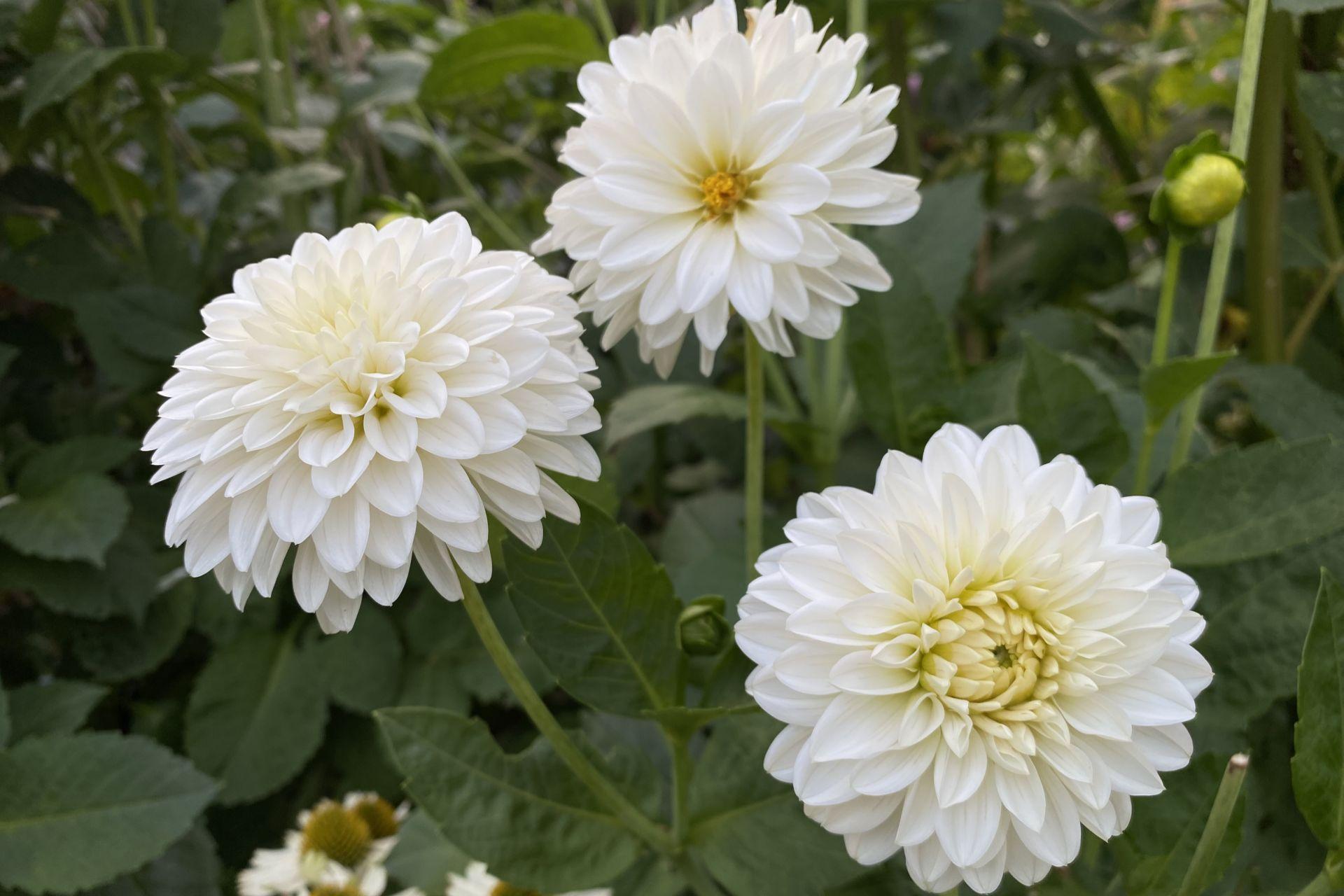Kiedy wykopać dalie na zimę? Czy można dalie zostawić na zimę w ziemi ...