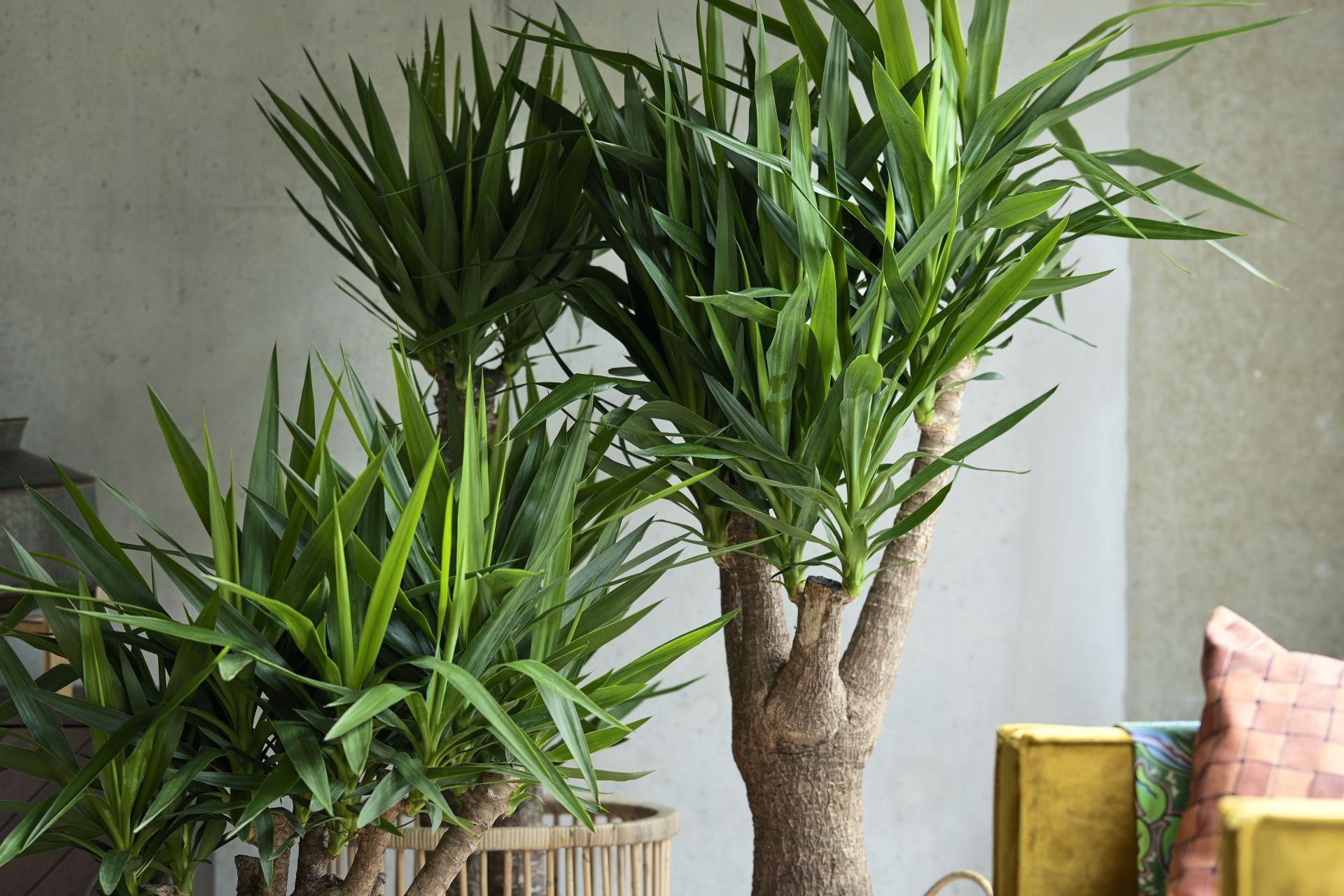 Juka domowa - wymagania, uprawa w doniczce, pielęgnacja, choroby i szkodniki juki doniczkowej ...