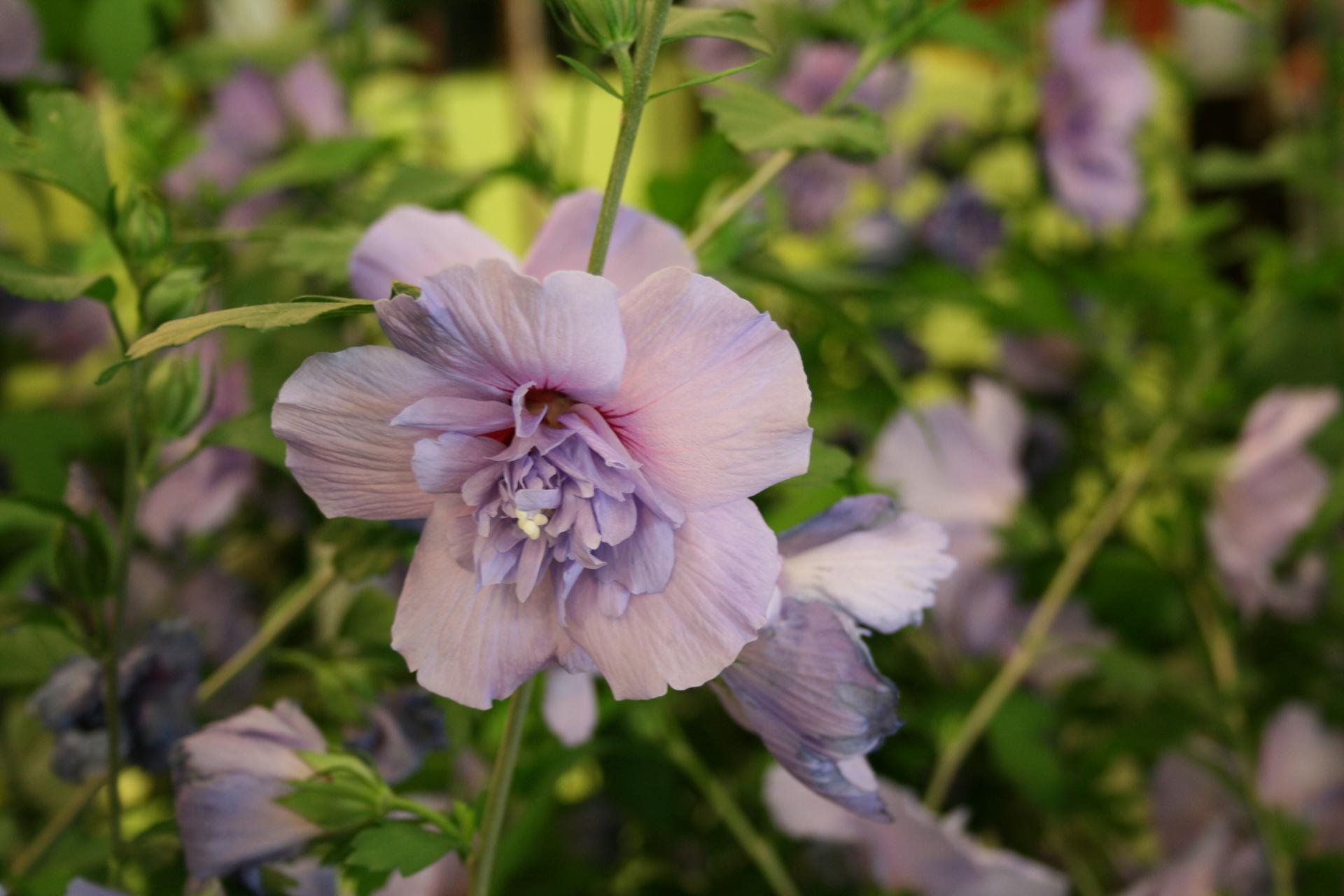Ketmia syryjska 'Blue Chiffon' - Hibiscus syriacus 'Blue Chiffon ...