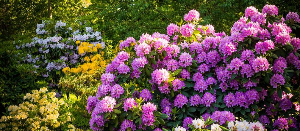 Kiedy i czym nawozić rododendrony? Sprawdzone nawozy do rododendronów ...