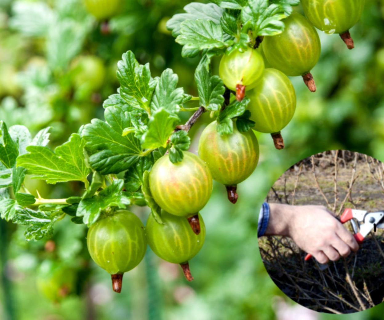 Cięcie agrestu - kiedy i jak przycinać agrest, aby krzew dobrze ...