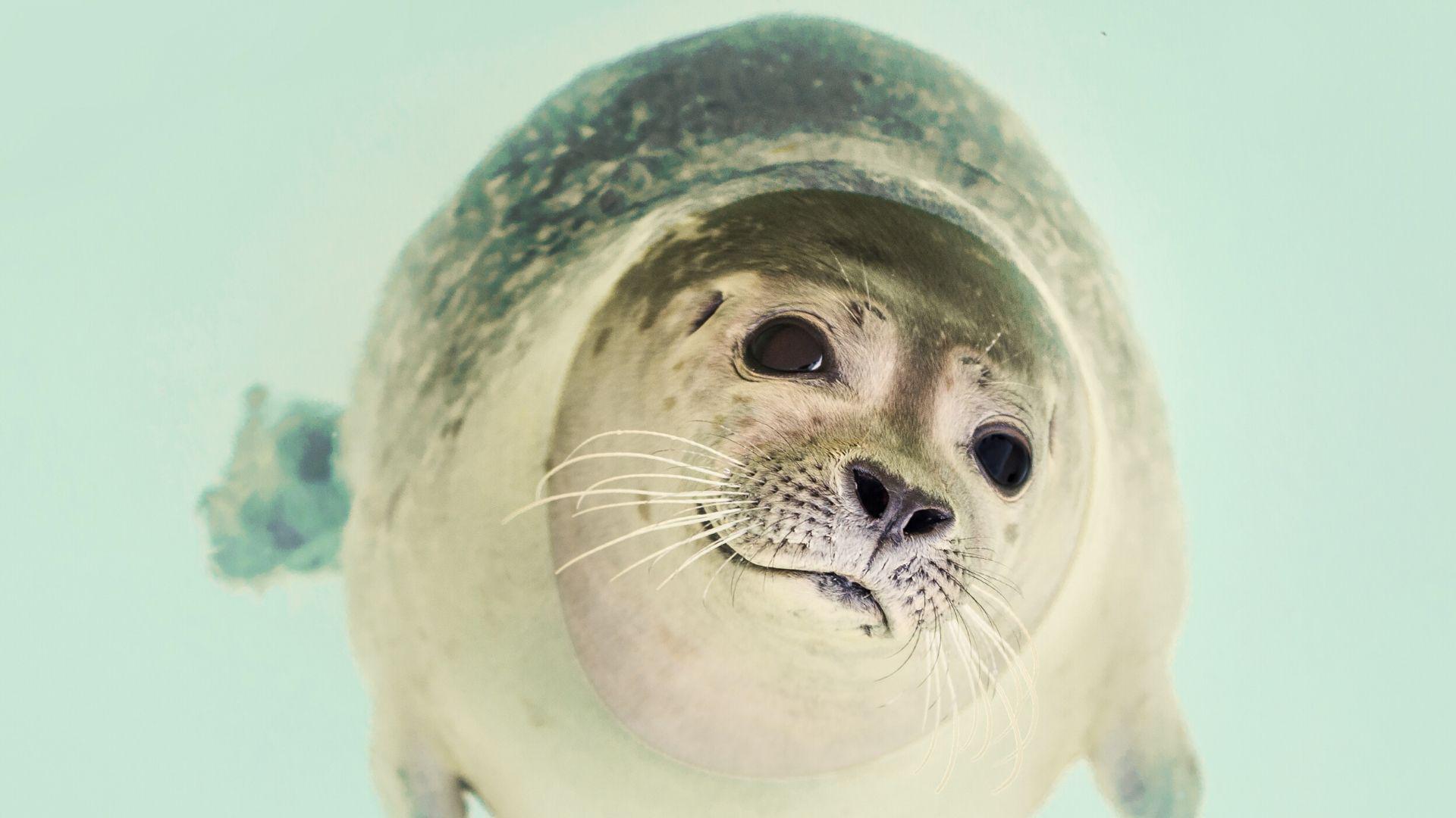 Jak bawią się foki? Zobacz co słychać u nich wiosną! Gdzie oglądać ...