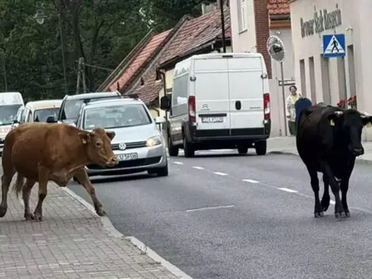 Koszęcin. Krowy spacerowały po centrum miasta, powodując utrudnienia ...