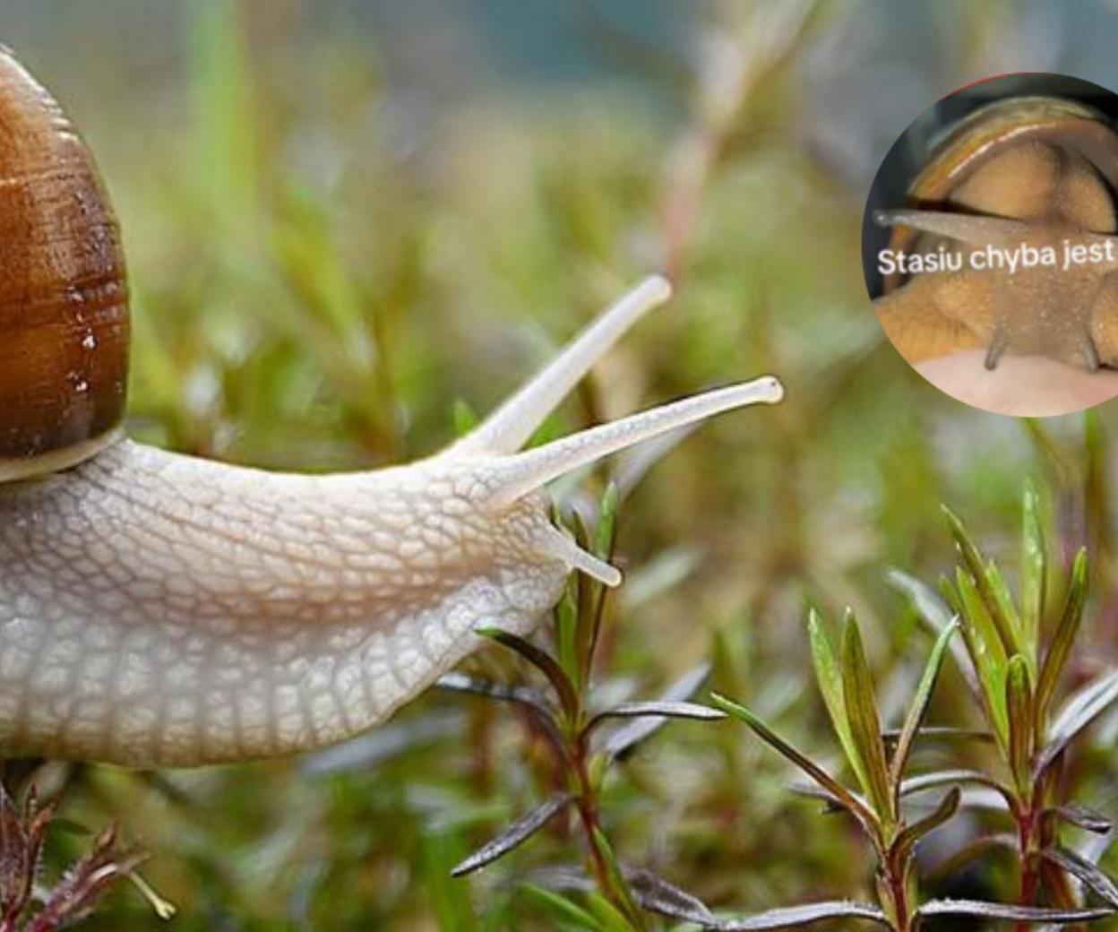 Ślimak Stasiu podbija TikToka. Afrykańska Godzilla ma wyrachowane ...