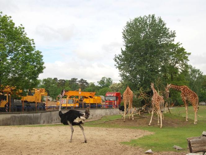 Afrykarium we wrocławskim zoo. Zobacz, jak powstawało [ZDJĘCIA ... Afrykarium we wrocławskim zoo. Zobacz, jak powstawało [ZDJĘCIA ...