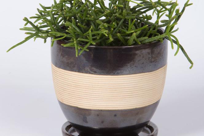 Patyczak roślina - Rhipsalis cassutha - wymagania, uprawa, pielęgnacja ...