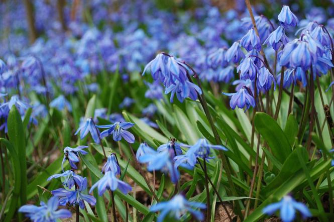 Cebulica syberyjska 'Alba' - Scilla siberica 'Alba' - Urzadzamy.pl