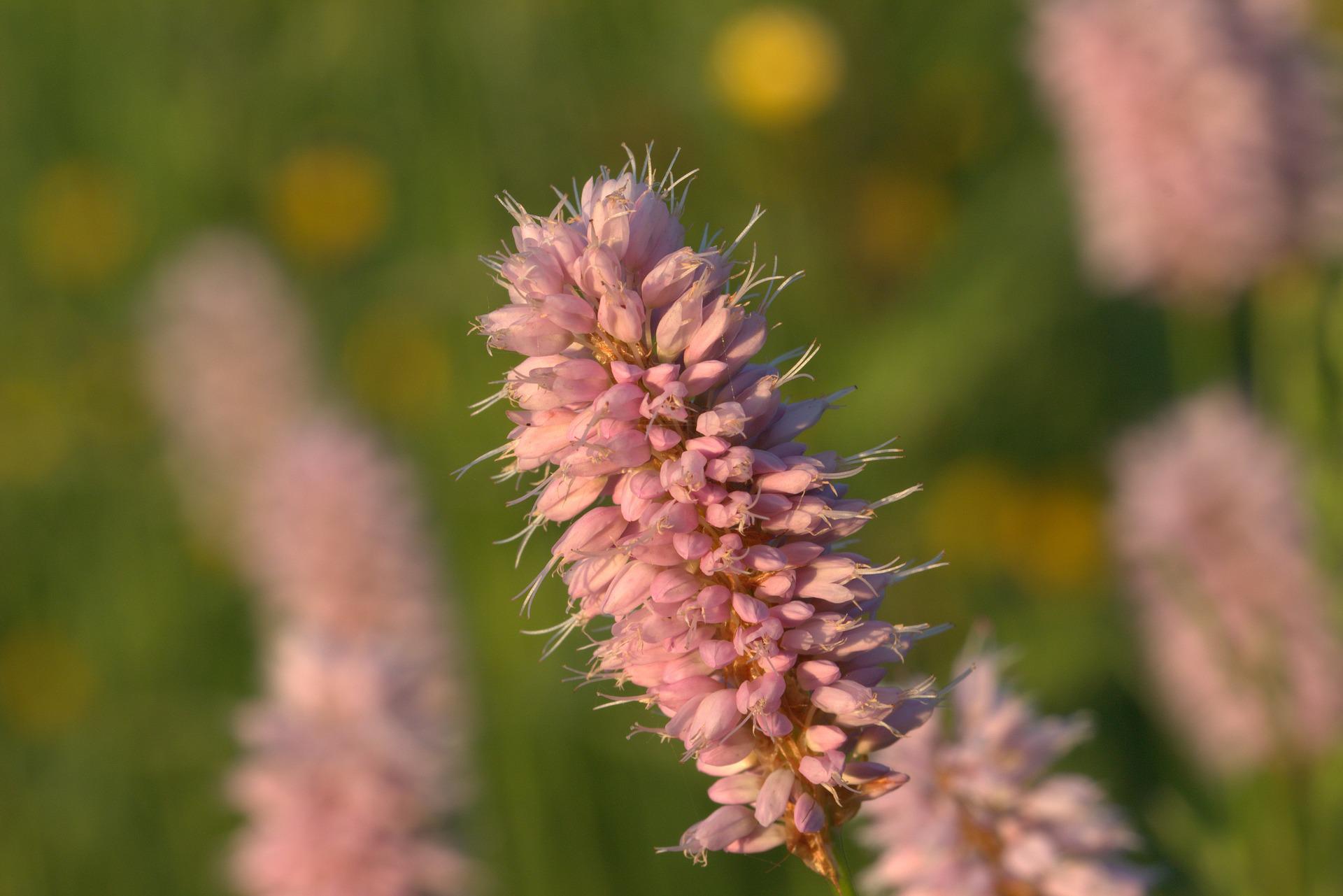 Rdest ptasi - jak wykorzystać go dla zdrowia? - Beszamel.pl