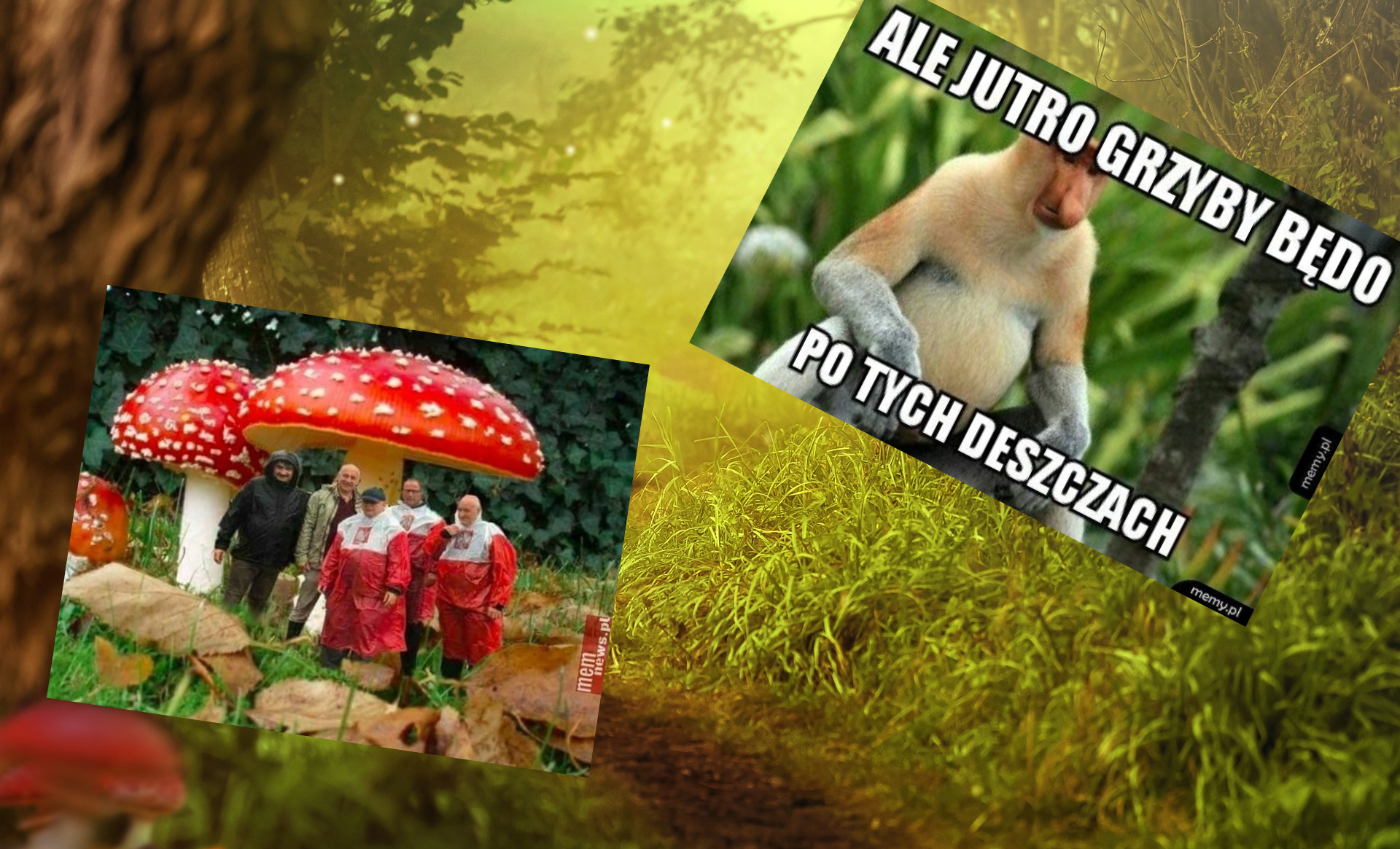 Grzyby 2022. Jedni dzielą sią mapami grzybów, a inni memami. Zobaczcie ...