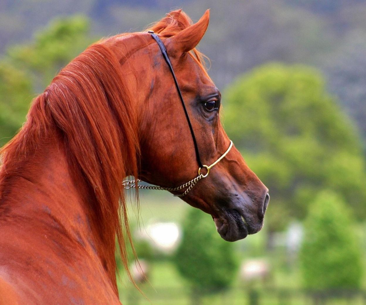 Konie arabskie ponownie w Tarnowie. III All Polish Arabian Horse ...